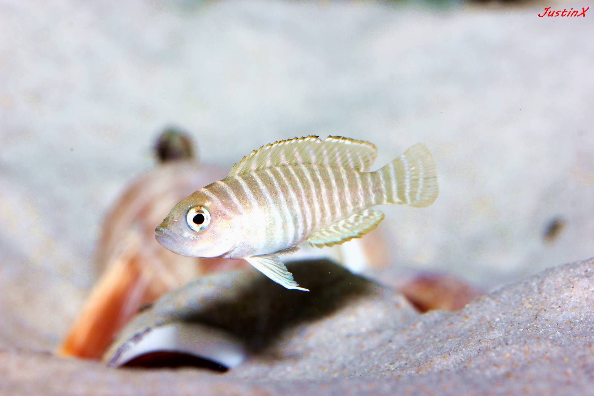 Neolamprologus similis - Galerie - Mal-Ta-Cichliden-Forum.de
